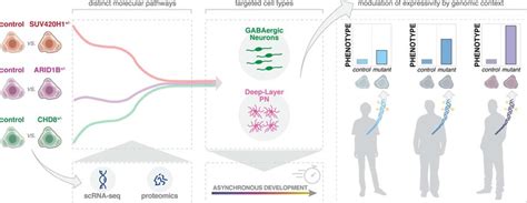 Mutations In Asd Risk Genes In Human Brain Organoids Converge On Download Scientific Diagram