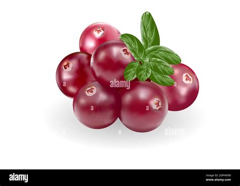 Isolated Cranberry Stock Vector Images Alamy