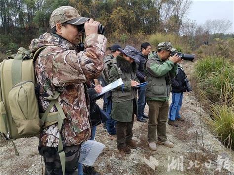 限时观鸟、看图识鸟湖北在蕲春赤龙湖畔举行观鸟比赛 荆楚网 湖北日报网