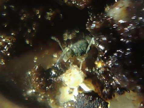 Did A Photoshoot For One Of My Globular Springtails Idk The Species Unfortunately R Springtail