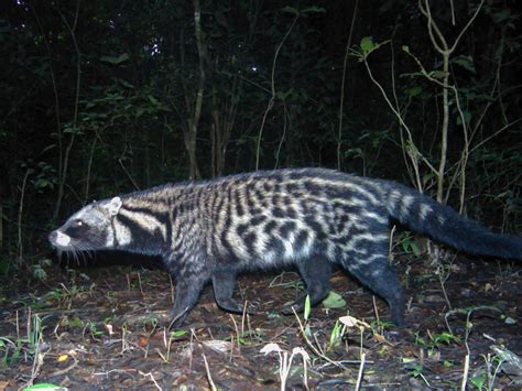 Kibales Small Carnivores — David Robert Mills