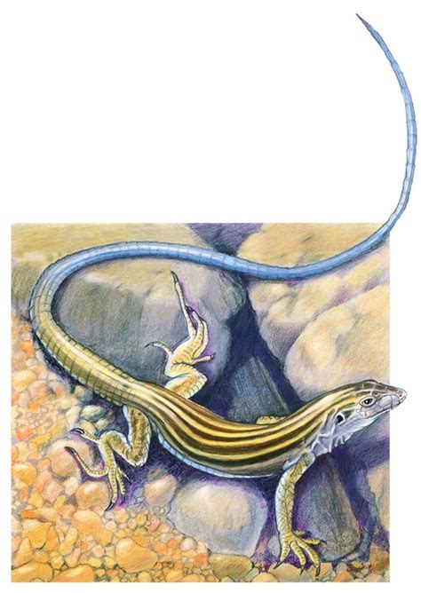 whiptail paul mirocha design