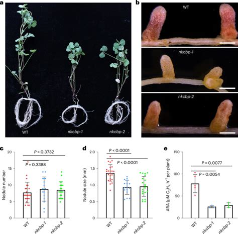 Nature Plants 中科院微生物所研究揭示豆科植物固氮根瘤菌内共生的分子机制 知乎