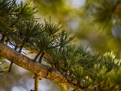 What Happens If You Cut Off The Top Of A Pine Tree At Tony Beane Blog