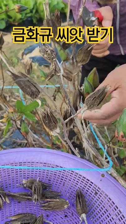 금화규 씨앗 받기 내년에 보자~~ 금화규 금화규씨앗 강화도채여사 주말농장 5도2촌 농막 Shorts 24 10 19 Youtube