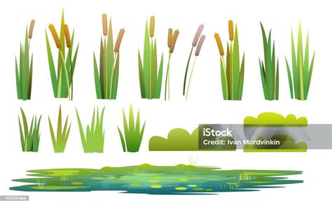 식물 세트와 개체 잔디 관목 갈대 캣테일 작은 늪 연못 호수 또는 웅덩이 흰색 배경에 격리 밀틱 디자인 플랫 스타일 일러스트