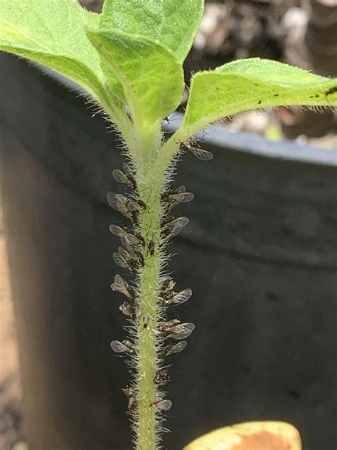What Are These Tiny Winged Bugs That Are Attacking Only My Sunflowers Location Hawaii R