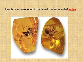 Fossils POWERPOINT WITH NOTES Rd Grade Science By Cammie S Corner