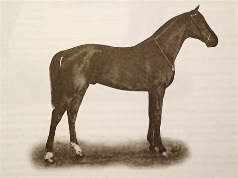 Князь С П Урусов «КНИГА О ЛОШАДИ Настольная книга для каждого коннозаводчика коневода