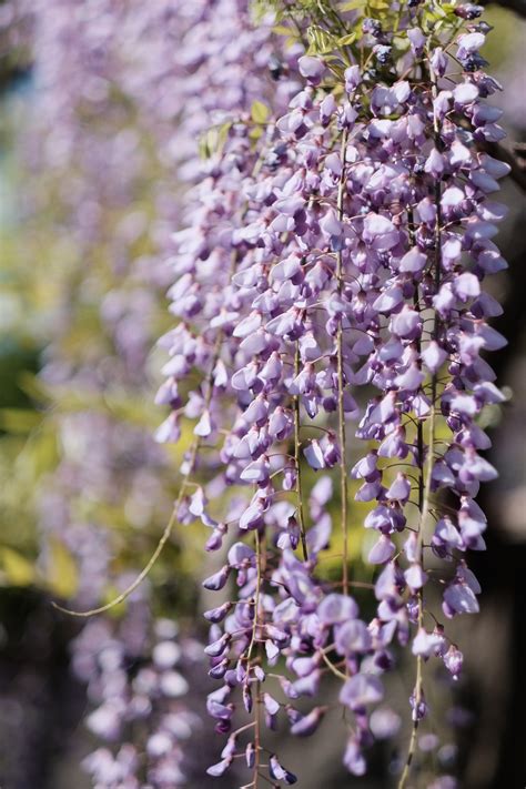 배경 화면 일본 자연 분기 봄 도쿄 목초 후지 필름 등나무 라일락 꽃 플로라 후진 엑스