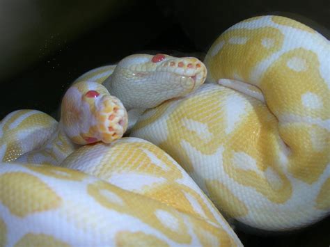 A Two Headed Albino Ball Pythons Net Gallery