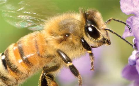 Nebuilder® Hifi Dna Assembly Neb