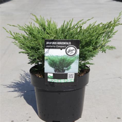 Buy Juniperus Juniper Horizontalis Andorra Compacta Online Cheap Shrubs Online