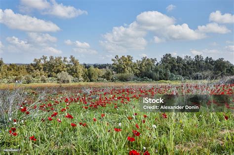 야생 붉은 말미잘 꽃이 초원의 푸른 잔디 사이에 피어납니다 국립 공원 보호 구역의 화려한 봄 개화 풍경 남부 이스라엘 0명에 대한 스톡 사진 및 기타 이미지 Istock