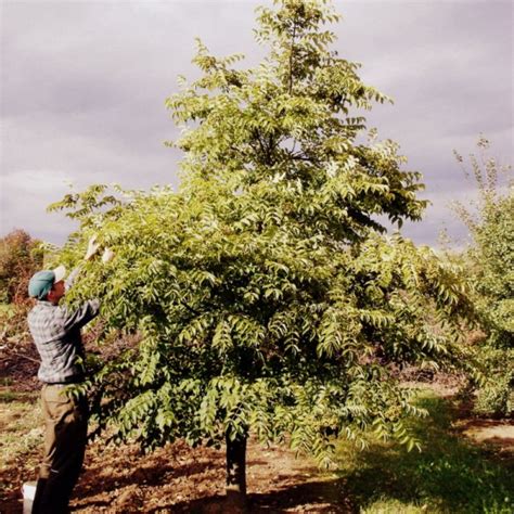 Phellodendron Amurense