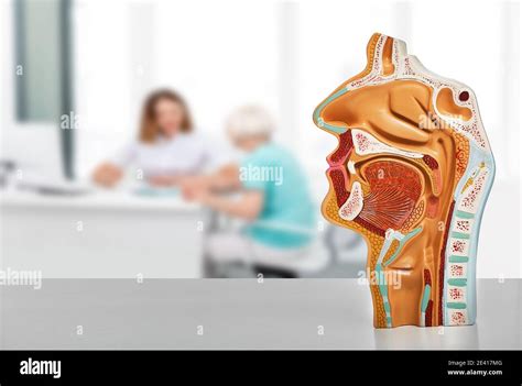 Diagnosis And Treatment Of Ent Diseases Nasal And Oral Cavity