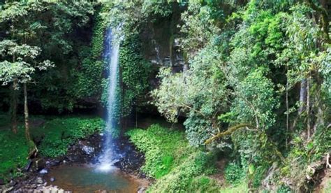 Влажни гори