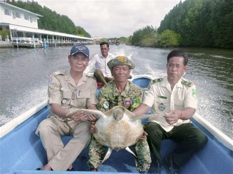 សត្វល្មិចសមុទ្រ១ក្បាល ត្រូវបានលែងចូលសមុទ្រវិញ សុីសុីថាមស៍
