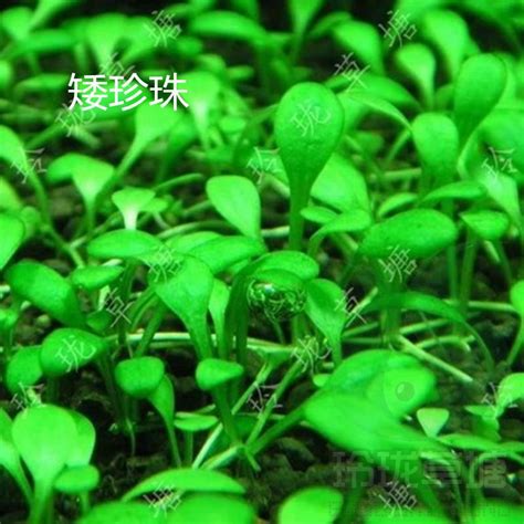 前景草迷你矮迷你牛毛天湖葵矮挖耳爬地矮珍珠南美叉柱花水草造景 虎窝淘