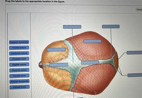 [answered] Drag The Labels To The Appropriate Location In The Figure Kunduz