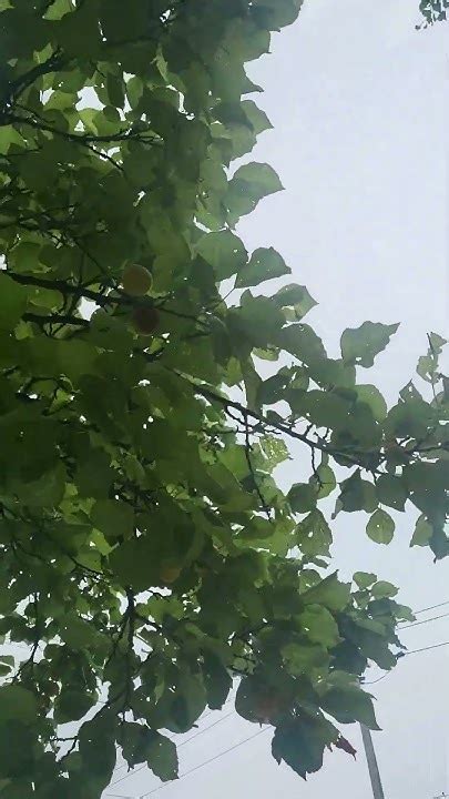 무럭 무럭 자라나는 살구 선생님 양구 양록길 Youtube