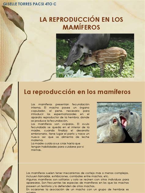 La Reproducción En Los Mamíferos Pdf