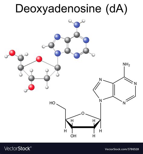 Structural Chemical Model Deoxyadenosine Vector Image