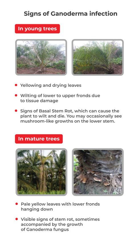 Ganoderma 101 The Palm Oil Enemy You Need To Know Golden Agri Resources
