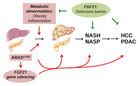 Fgf21 In Obesity And Cancer New Insights Abstract Europe Pmc