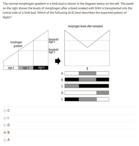 The Normal Morphogen Gradient In A Limb Bud Is Shown In The Diagram Below On The Left The Panel