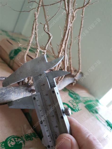 오죽검은 대나무 가지 뿌리 땅속줄기 판매 합니다 인테리어소품 중고나라