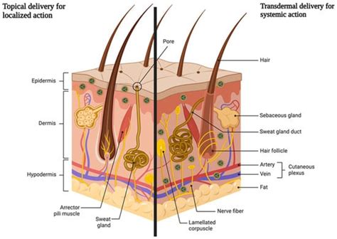 Integumentary System Diagram Blank