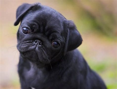 448 Best Black Pug Puppies Images On Pinterest Black Pug Puppies