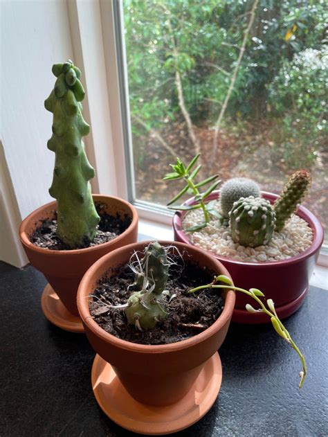 Bugs In Springtails R Springtail