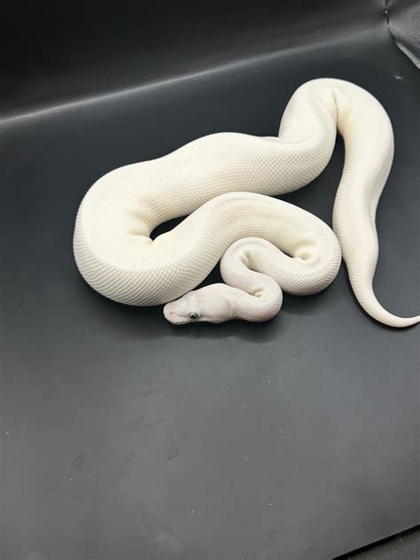Blue Eyed Lucy Free Shipping” Ball Python By Elev8tedmorphs Morphmarket