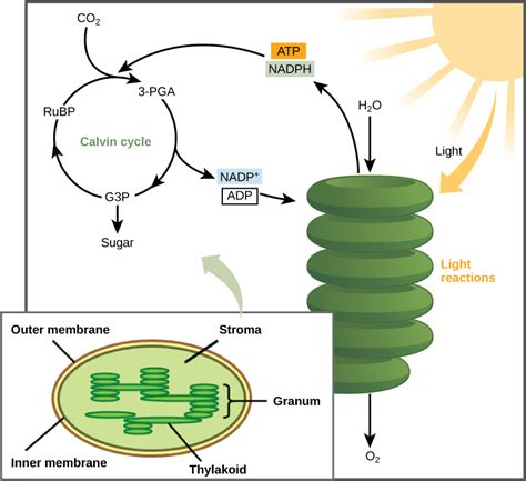 The Calvin Cycle Biology For Non Majors I