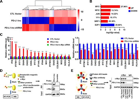 Pd L1 Lnc Binds To C Myc And Activates C Myc Signal Downstream A The