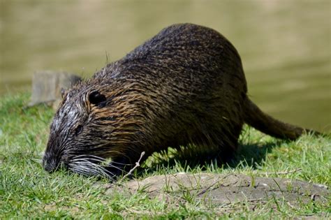 Water Ratfurswimwateranimals Free Image From