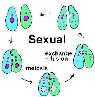 Reproduction Sexual Reproduction Genetic Engineering Info