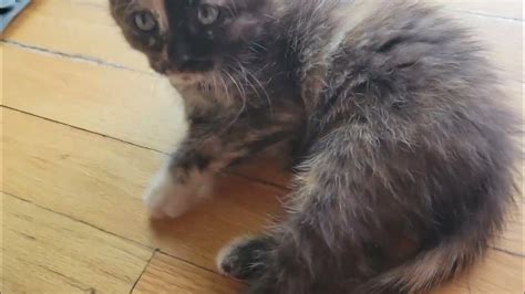 Laila As A Kitten Belly Rubs Youtube