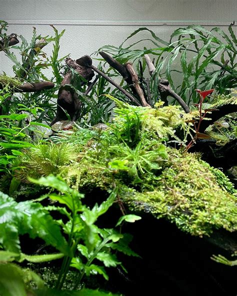今日もあつい。🥵 テラリウム 水槽のある暮らし植物のある暮らしボトルアクアリウムインテリア熱帯魚熱帯魚水槽アクアリウム