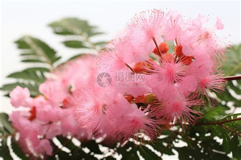 合欢花高清图片下载 正版图片600359845 摄图网