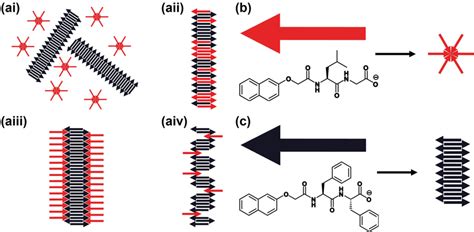 A Schematic Representations Of I Self‐sorting Ii Co‐operative