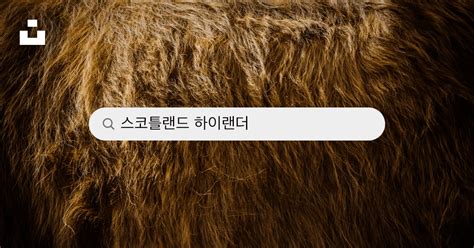 스코틀랜드 하이랜더 사진 Unsplash에서 무료 이미지 다운로드