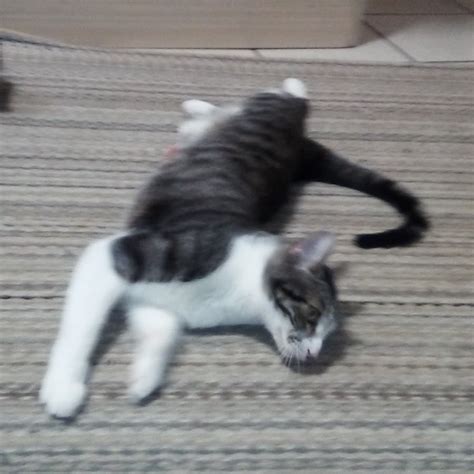 Pebble Kitty Youtube