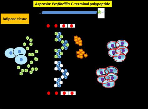 Schematic Cartoon Shows The Role Of Asprosin In Control Hepatic Glucose