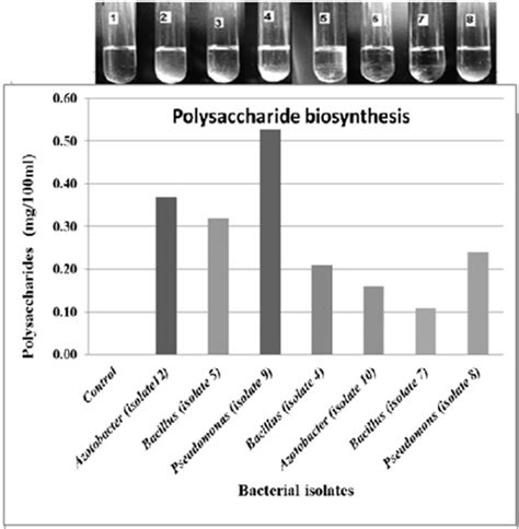 Quantitative Analysis Of Bacterial Isolates Producing Polysaccharide