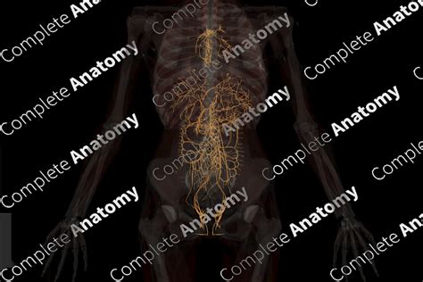 Autonomic Plexuses Complete Anatomy