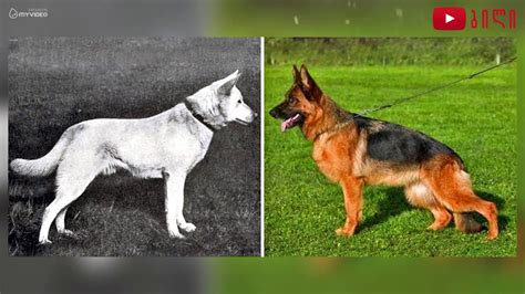როგორ შეიცვალნენ ძაღლები 100 წლის განმავლობაში Youtube