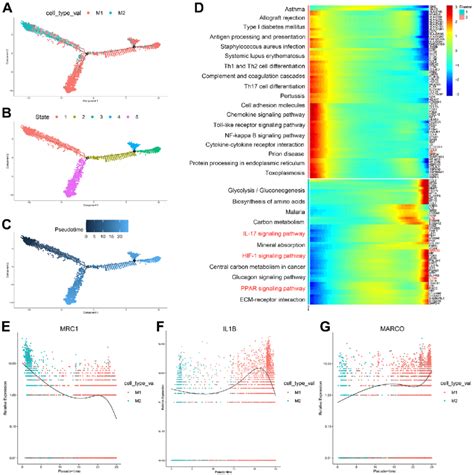 a c trajectory analysis of m1 macrophages and m2 macrophages d the